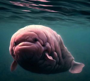 Blobfisch - Der skurrile Tiefseebewohner | Fisch-Steckbrief