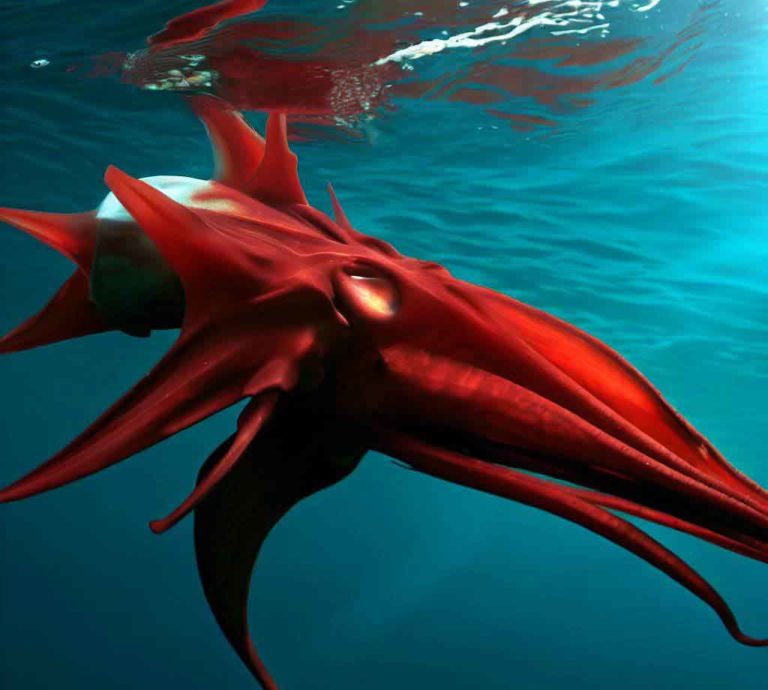 Vampirtintenfisch: Der Blutsauger der Tiefsee | Fisch-Steckbrief